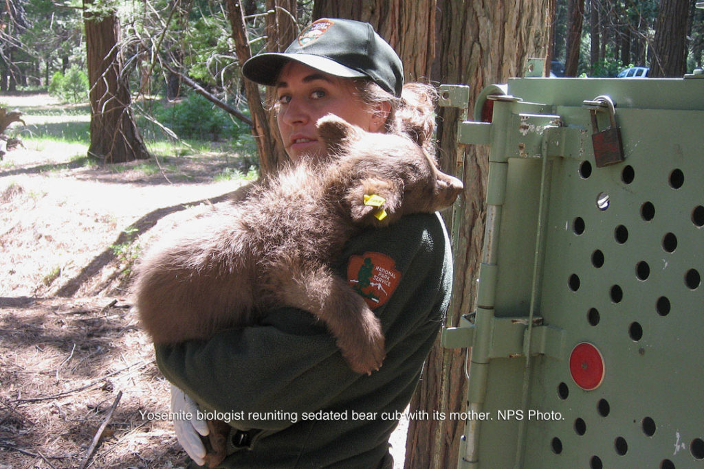 Bear Management | Keep Bears Wild