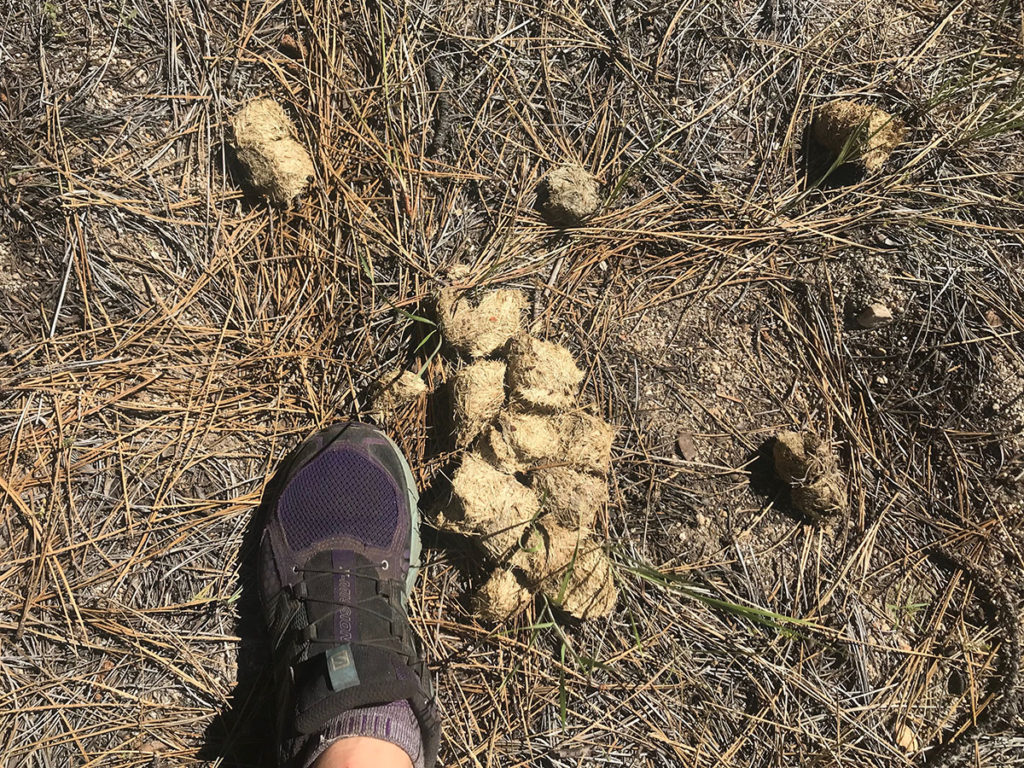 The Scoop on Bear Poop | Keep Bears Wild